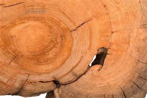오크 나무의 그 루터 기 넘어가는연간 고리와 트렁크의 섹션 조각 나무 0명에 대한 스톡 사진 및 기타 이미지 0명 갈색 건설 산업 Istock