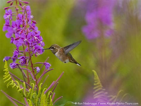 Rufous Hummingbird Photo Blog Niebrugge Images