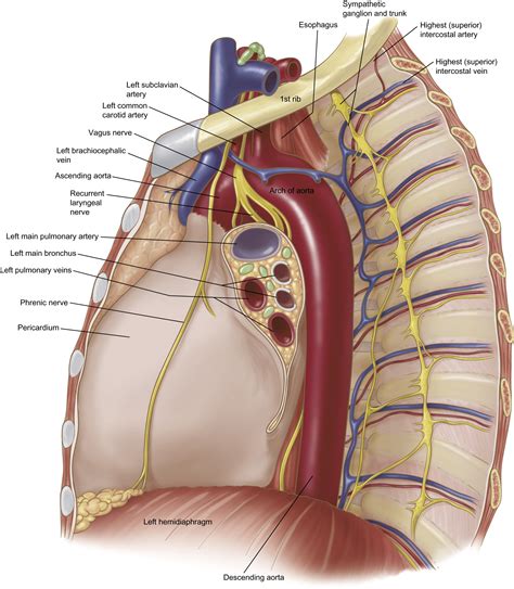 Anatomy Of The Thoracic Aorta And Of Its Branches Thoracic Surgery Clinics