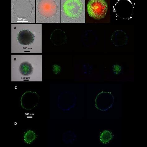 Fluorescence Cell Imaging A Incucyte S3 Live Cell System 4× Live Download Scientific