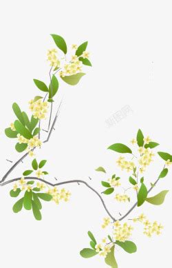 桂花枝圆图片免费下载 桂花枝圆素材 桂花枝圆海报 新图网