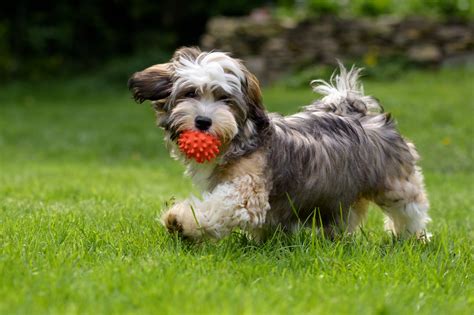 Havanese Adult Weight