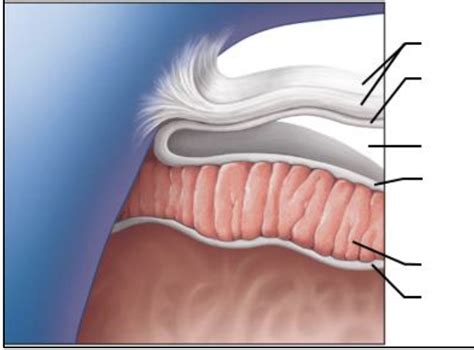 Pericardium Diagram Quizlet