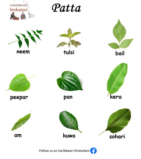 Different Types Of Leaves With Names And Pictures Leaves 53 Off