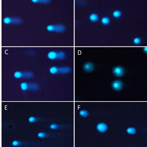Representative Photographs Of Dna Damage Of Dapi Download