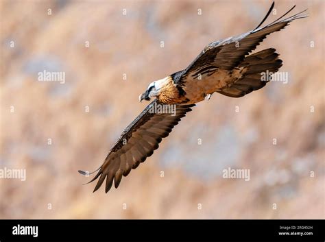 Lammergeier In Flight