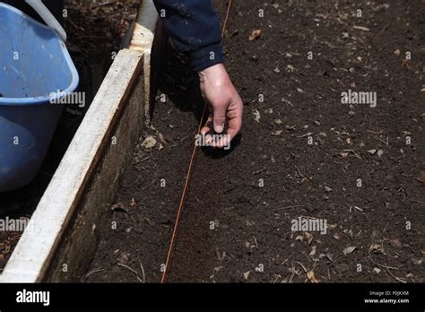 Planting Pregerminated Parsnip Seeds Step 4 Partially Fill The Drill With Sieved Compost Stock