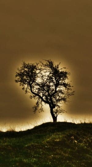 Sky Blue Trees Background Branches Bare Tree Blue Free Image Peakpx