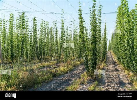 Green Hops Field Agriculture Industry And Beer Production Concept