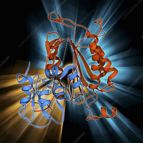 Caspase 9 With Inhibitor Molecular Model Stock Image F009 6178 Science Photo Library