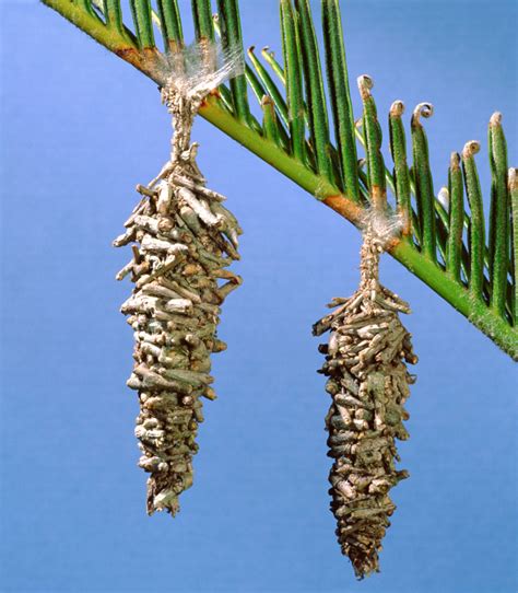 How To Get Rid Of Bagworm Moths At Marvin Wolbert Blog