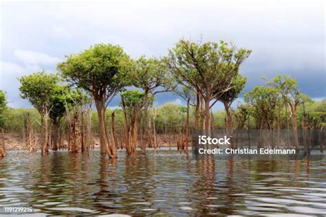 강나무의 아름다운 반사 리오 네그로 아마존 브라질 남미 0명에 대한 스톡 사진 및 기타 이미지 0명 강 강둑 Istock