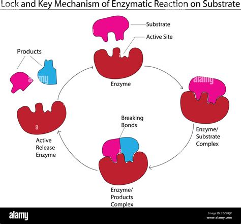 Enzyme Describe Lock And Key Model