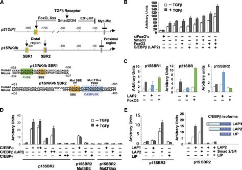 C EBPβ at the core of the TGFβ cytostatic response and its evasion in