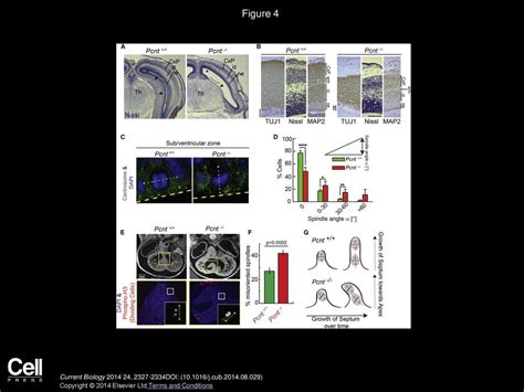 Volume 24 Issue 19 Pages October 2014 Ppt Download