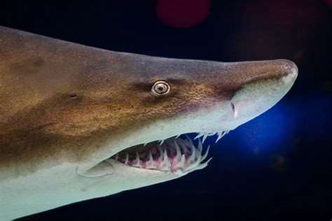 Tiger Shark Tooth