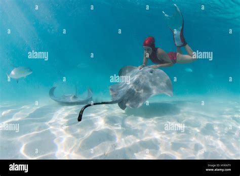 Stingray Attack Steve Irwin