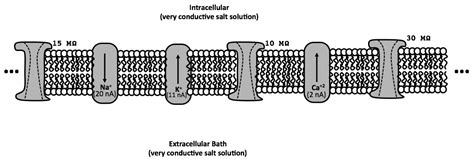 Cell Model Problem Set 4 6200 Spring 2024