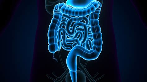 인간의 소화 시스템 위 해부학의 3d 그림 소화기 계통에 대한 스톡 사진 및 기타 이미지 소화기 계통 0명 3차원 형태 Istock