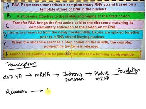 Solved Transcription Rna Processing Pre Mrna Mrna Trna Snrna Translation Rna Primers Rrna Not
