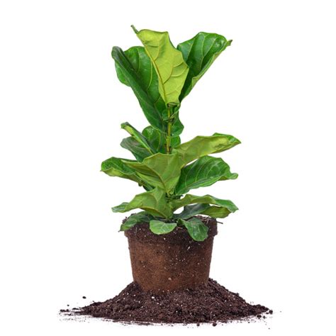 Growing A Ficus Benjamina Fig Tree Indoors Perfect Plants