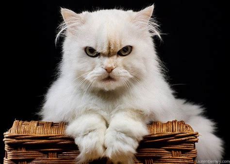Mad Cat Memes Imgflip