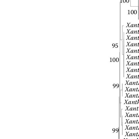 Maximum Likelihood Phylogeny Based On Three Concatenated Partial
