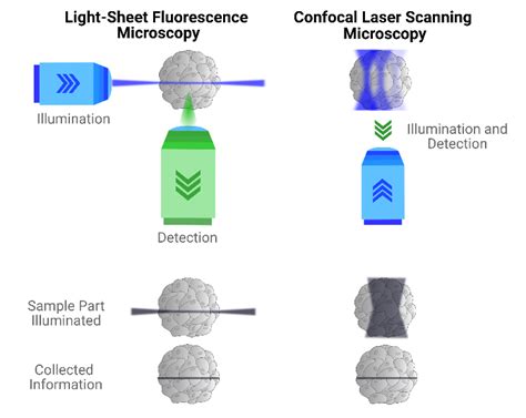 Light Sheet Microscopy Faq Bruker