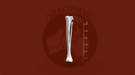 Rock Dwelling Giant Rat Tibia And Fibula 3d Model By Ozboneviz