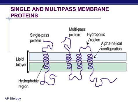 Structure Of Cell Membrane And Transport