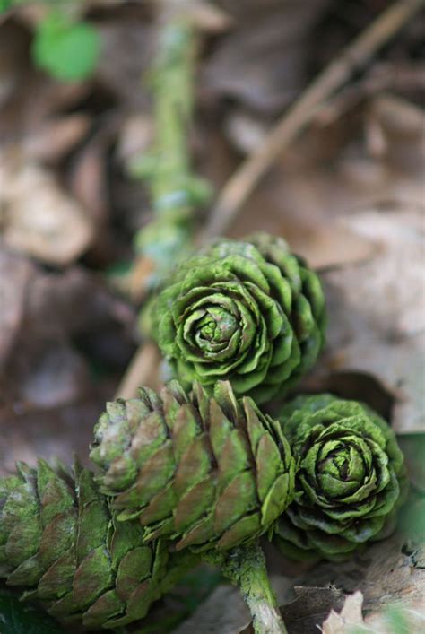 Hidden World Pine Cones In Norfolk Forest Pine Cones Flower Bird