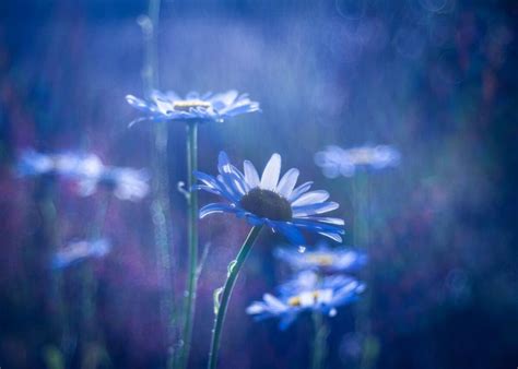 Обои поле цветы ромашка от Photomonstr картинки от Fonwall