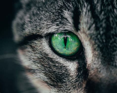 200 Eye Wallpapers