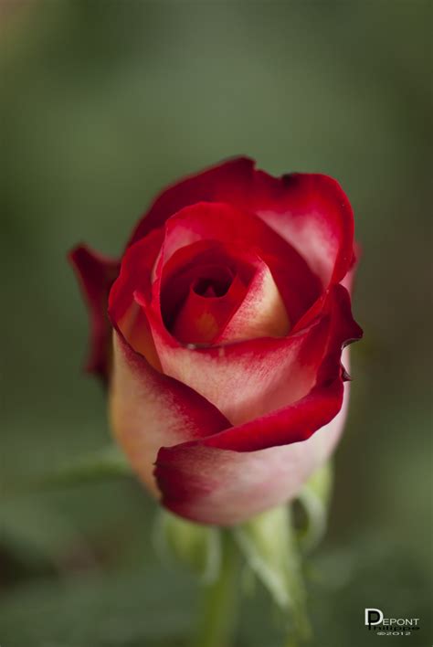 Ode à Cassandre Le Blog D Objectif Images Esvres