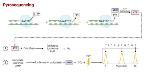 Pyrosequencing Principle Steps Reactions Types Uses Diagram