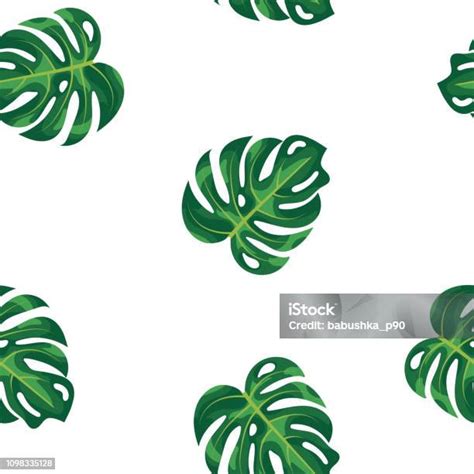 패턴 녹색 흰색 바탕에 열 대 식물과 나무의 나뭇잎 녹색 단풍 Monstera 트리 원활한 패턴 배경입니다 이국적인 열 대 우림 식물 0명에 대한 스톡 벡터 아트 및 기타
