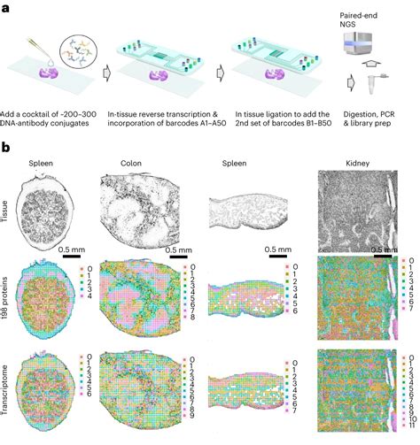 High Plex Protein And Whole Transcriptome Co Mapping