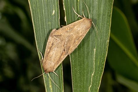 Armyworm Adults On The Move And An Update On Protection With Bt Traits