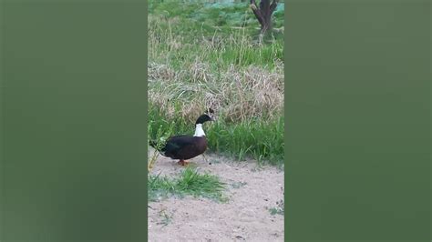 양재천 오리 부부와 이웃 오리가족 Youtube