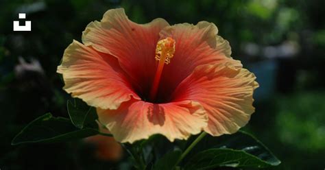 녹색 잎이있는 빨간색과 노란색 꽃 사진 Unsplash의 무료 식물 이미지