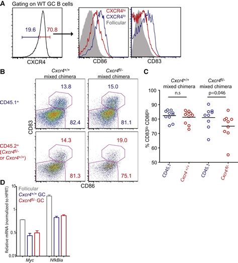 Germinal Center Centroblasts Transition To A Centrocyte Phenotype According To A Timed Program