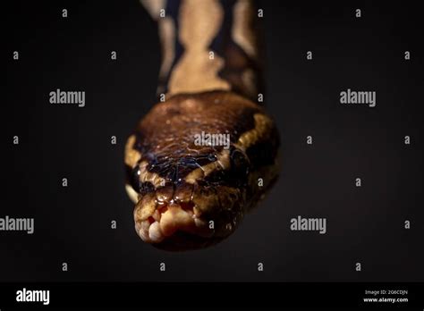 Royal Regius Pythonidae Hi Res Stock Photography And Images Alamy