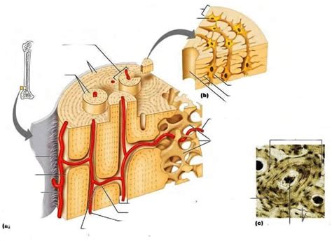 Diagram Of Cortical Bone Microstructure Quizlet
