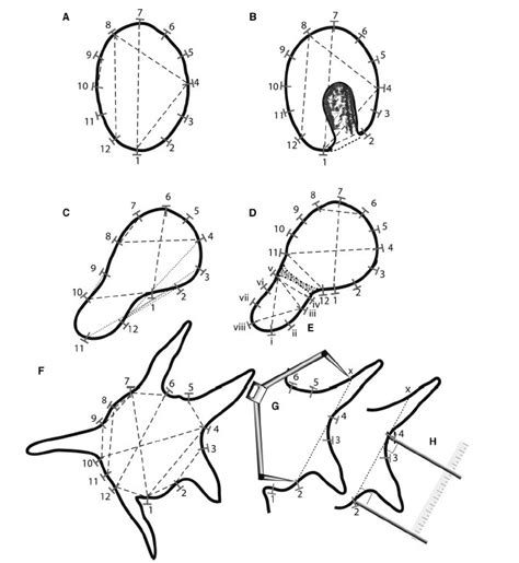 Tree Defect Detection Systems Working As An Arborist In Hong Kong