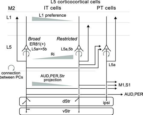 Corticocortical Innervation Subtypes Of M2 L5 Pyramidal Cells Broad Download Scientific