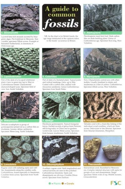 A Guide To Common Fossils Identification Chart By Pellant C