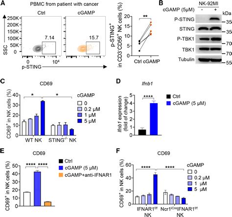 Sting Signaling Promotes Nk Cell Antitumor Immunity And Maintains A