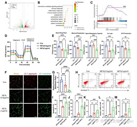 Eur Heart J（if376）丨心衰治疗新方向—哈医大二院研究团队揭示中性粒细胞胞外诱捕网形成在心衰中的作用及机制 知乎