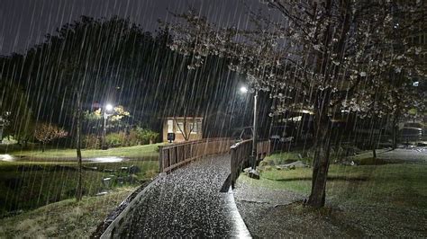 벚꽃 지는 한 밤의 공원 데크길 빗소리 들으며 잘 자요 빗소리asmr 비오는 소리 빗소리자장가 수면빗소리 Rain Rain Sound Gentle Rain