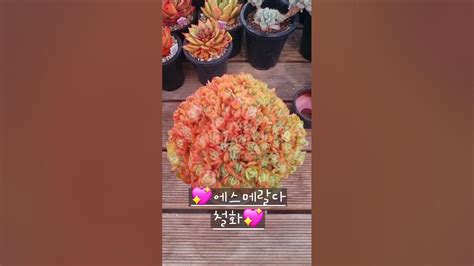 알알이 터지는 다육이들💕 파피스로즈 철화에스메랄다 철화다육이succulent Youtube